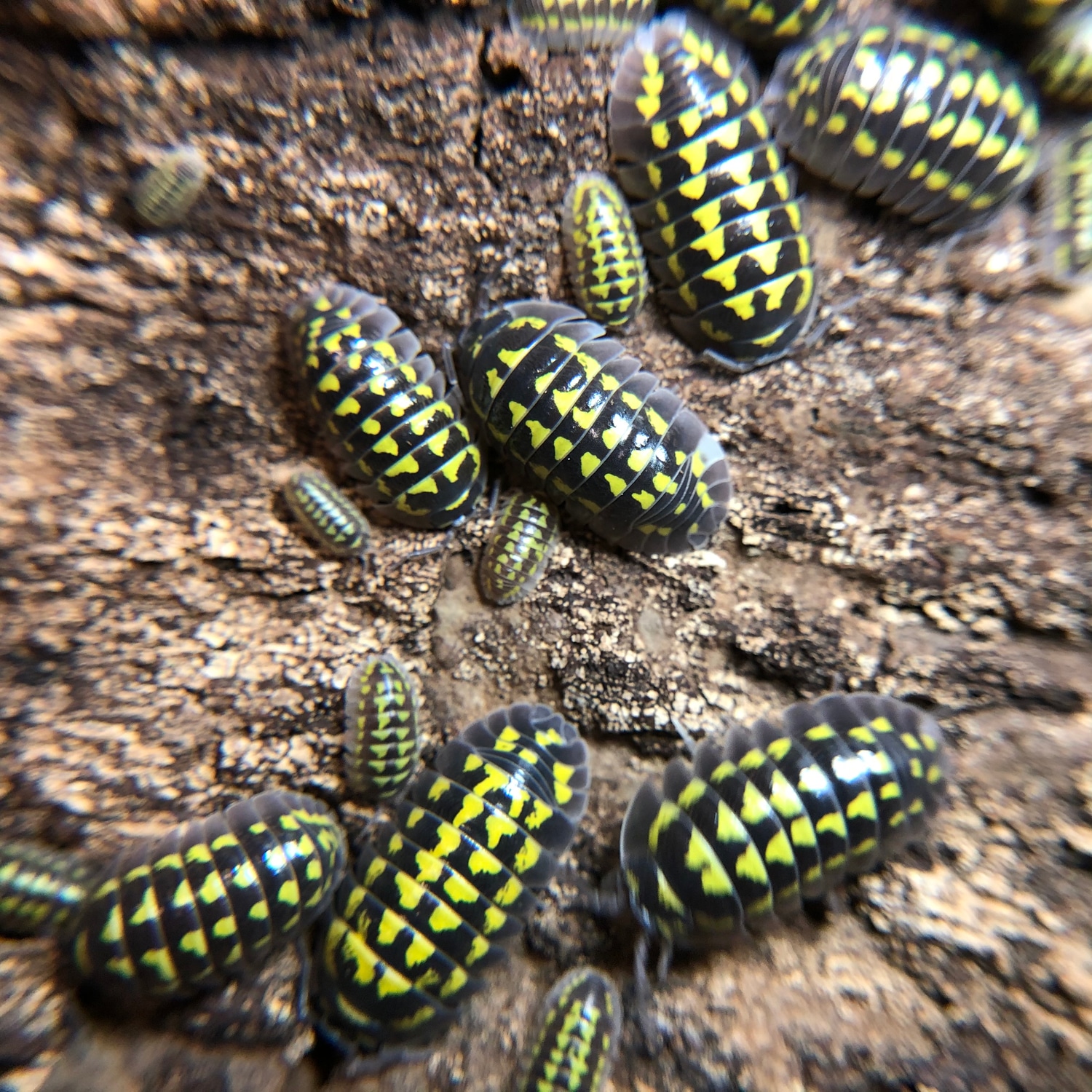 Armadillidium Gestroi "Gold Dot" 10ct Isopod by Nature's Exquisite ...