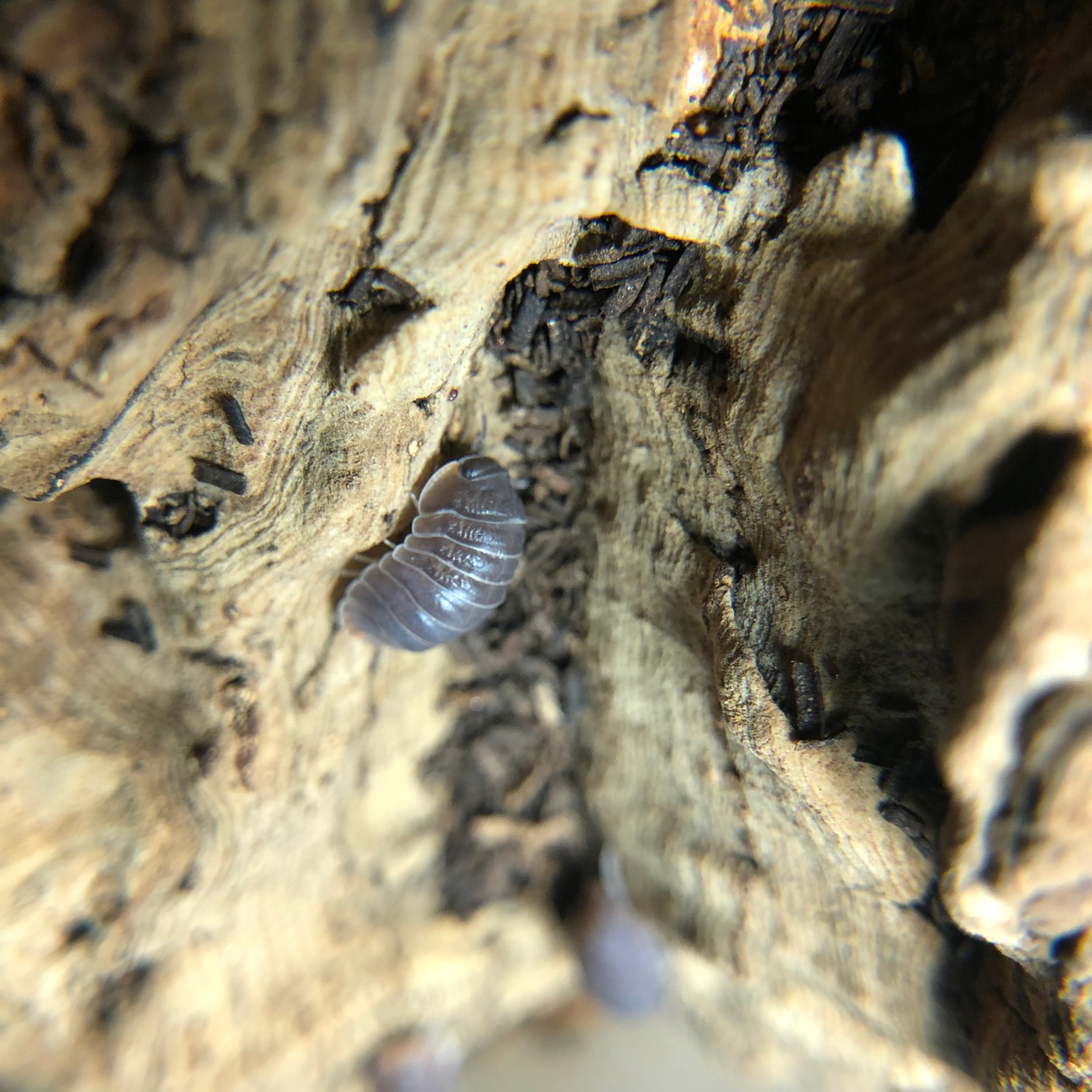 Cubaris Sp. Borneo 10ct Isopod by Nature's Exquisite Creatures ...