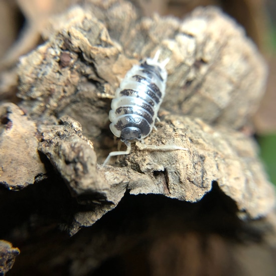 Porcellio Laevis "Dairy Cow" 10ct Isopod by Nature's Exquisite Creatures - MorphMarket