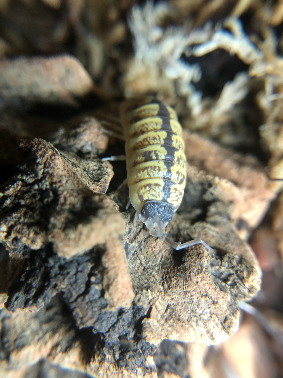 Porcellio Ornatus "High Yellow" 10ct Isopod by Nature's Exquisite ...