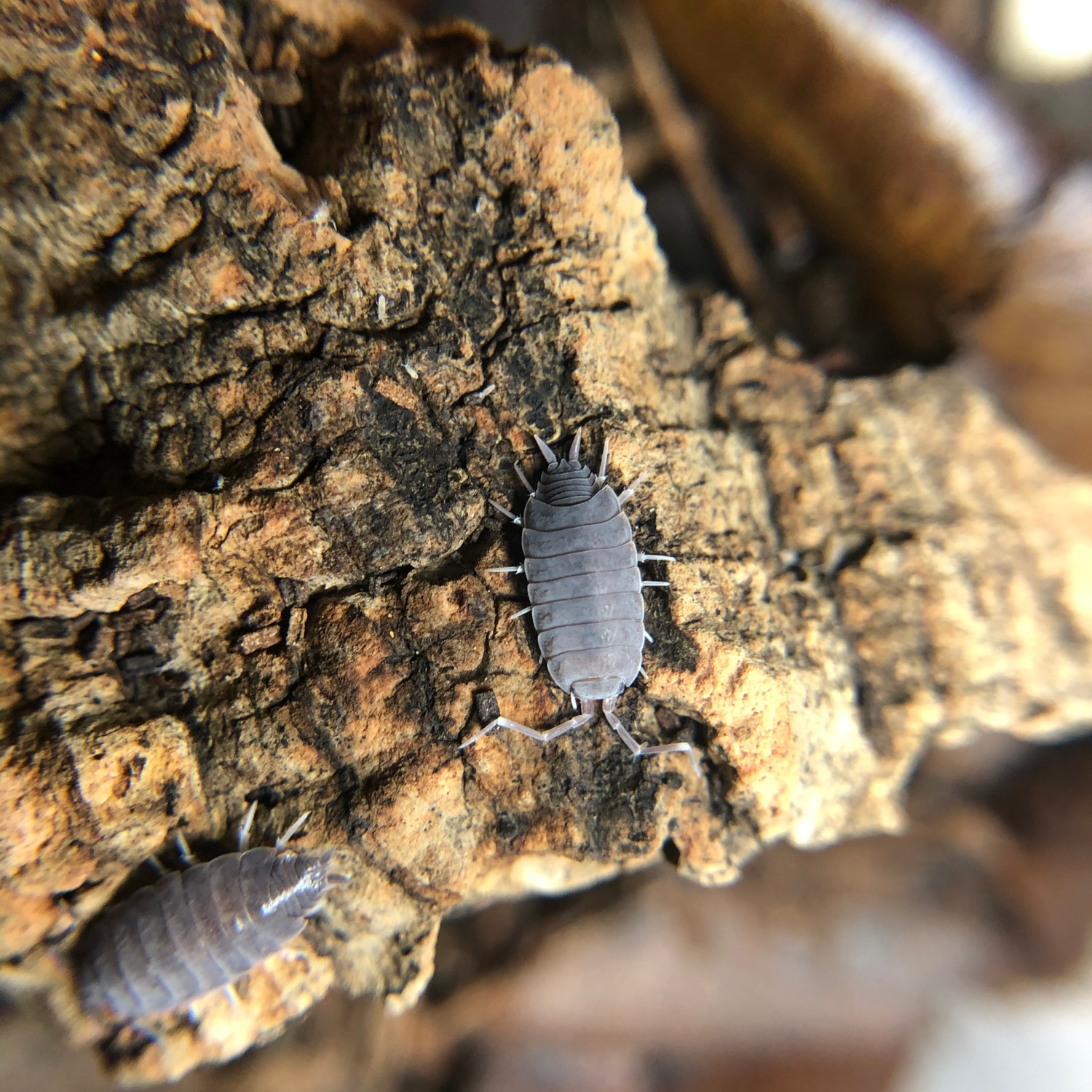 Porcellio Pruinosus "Powder Blue" 15ct Isopod by Nature's Exquisite ...