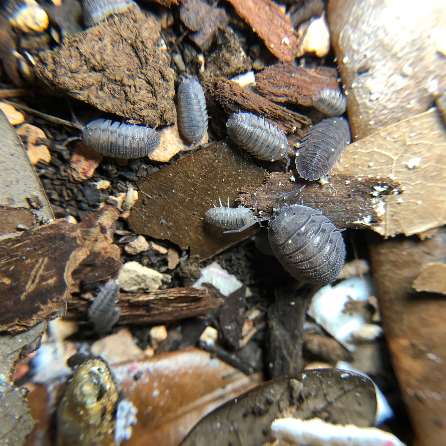 Armadillidium Peraccae 10ct Isopod by Nature's Exquisite Creatures ...