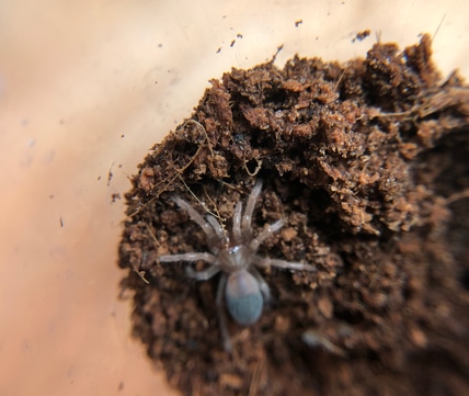 Ephebopus Uatuman (Emerald Skeleton Leg) Female Tarantula by Nature's ...
