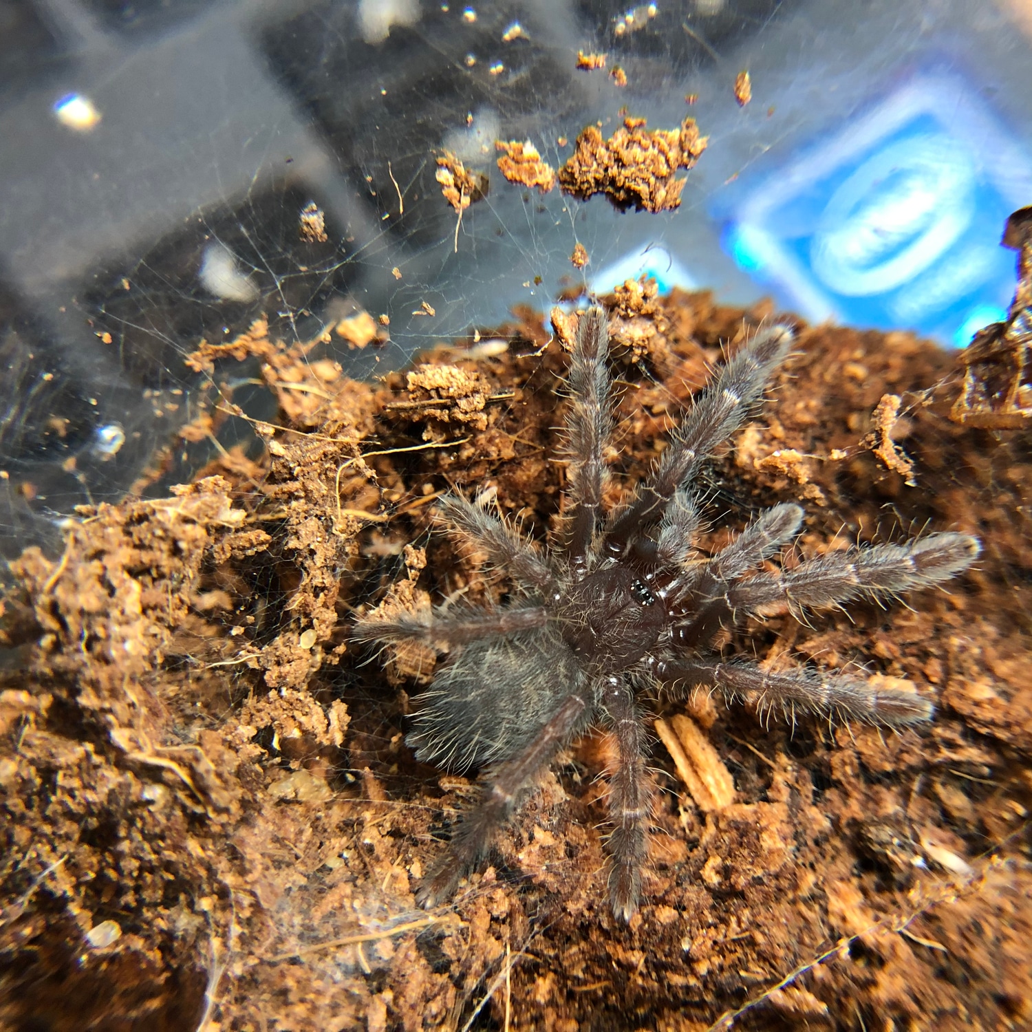 Cyriopagopus Sp. Hati Hati (Purple Earthtiger) Tarantula by Nature's ...