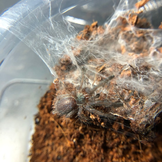 Dolichothele Diamantinensis (Brazilian Blue Dwarf Beauty) Tarantula by ...