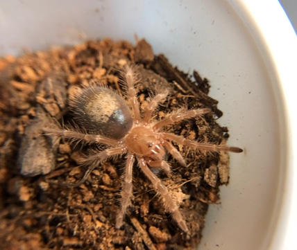 Amazonius Germani (Orange Tree Spider) Tarantula by Nature's Exquisite ...