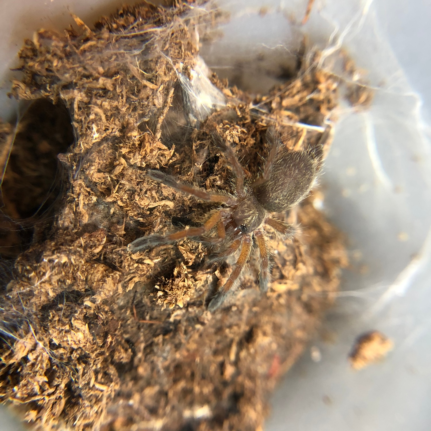 Harpactira Pulchripes (Golden Blue Leg Baboon) Tarantula by Nature's ...