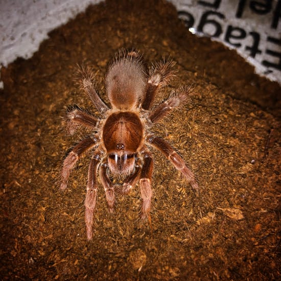 Pelinobius Muticus (King Baboon) Tarantula by Nature's Exquisite Creatures