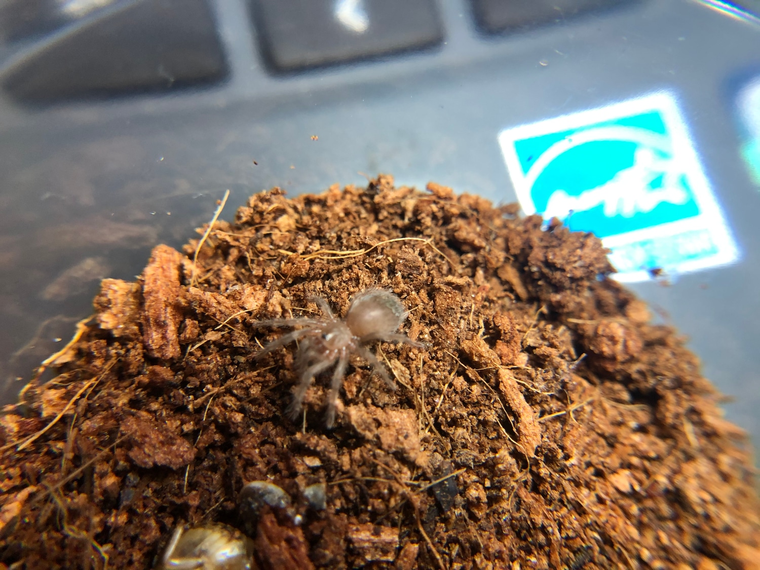 Tlitocatl Albopilosum (Curly Hair) Tarantula by Nature's Exquisite ...