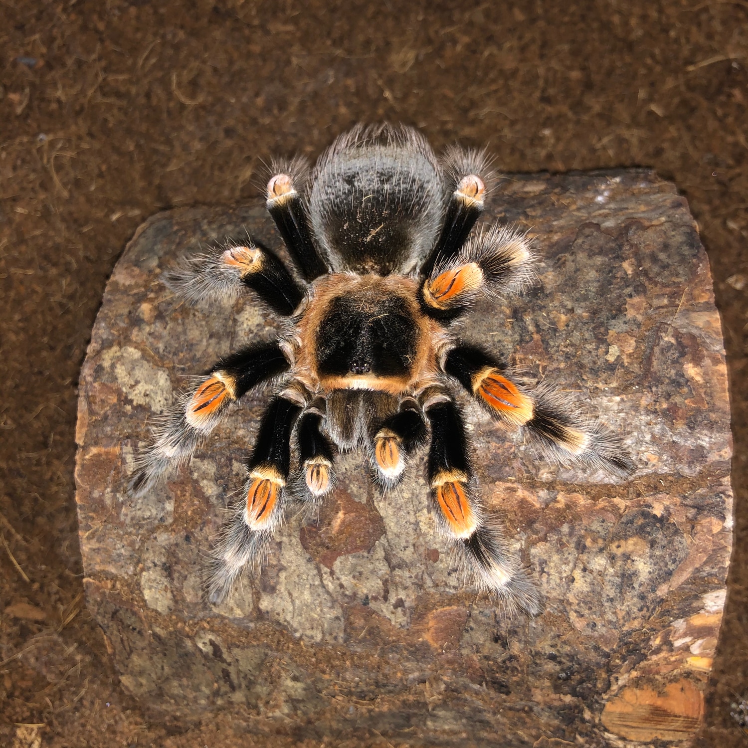 Brachypelma Hamorii (Mexican Red Knee) Tarantula by Nature's Exquisite ...
