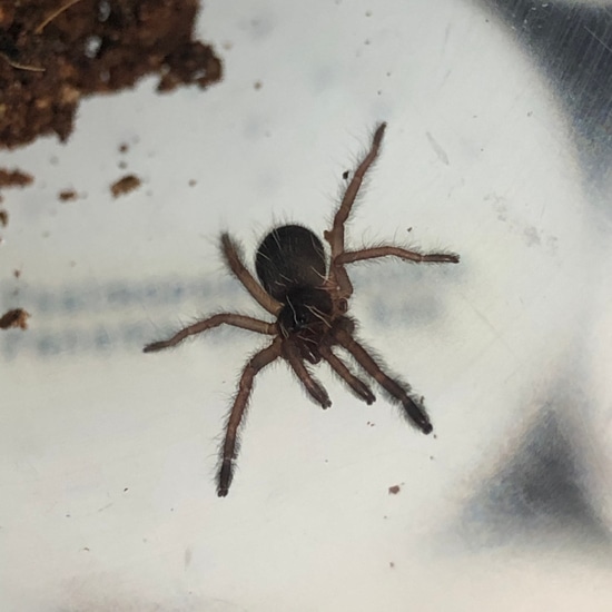 Tapinauchenius Violaceus (Purple Tree Spider) Tarantula by Nature's ...