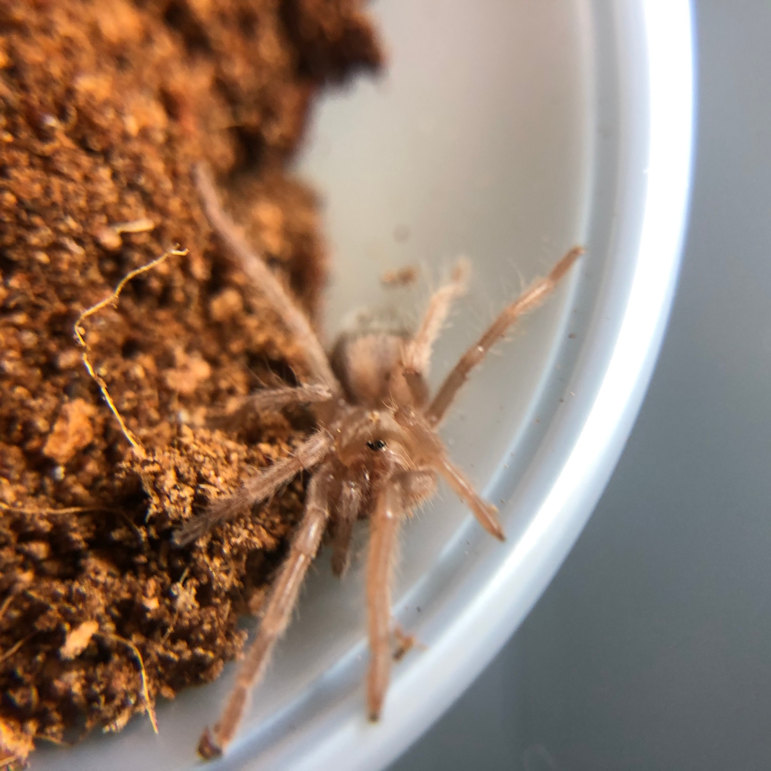 Lasiodora Parahybana (Salmon Pink Birdeater) Tarantula by Nature's ...
