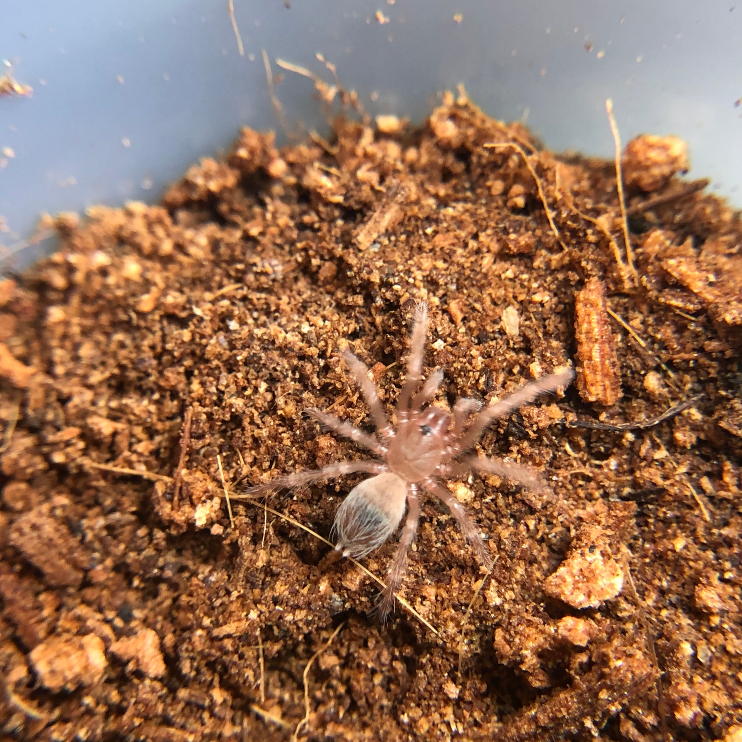 Nhandu Chromatus (White Striped Birdeater) Tarantula by Nature's ...