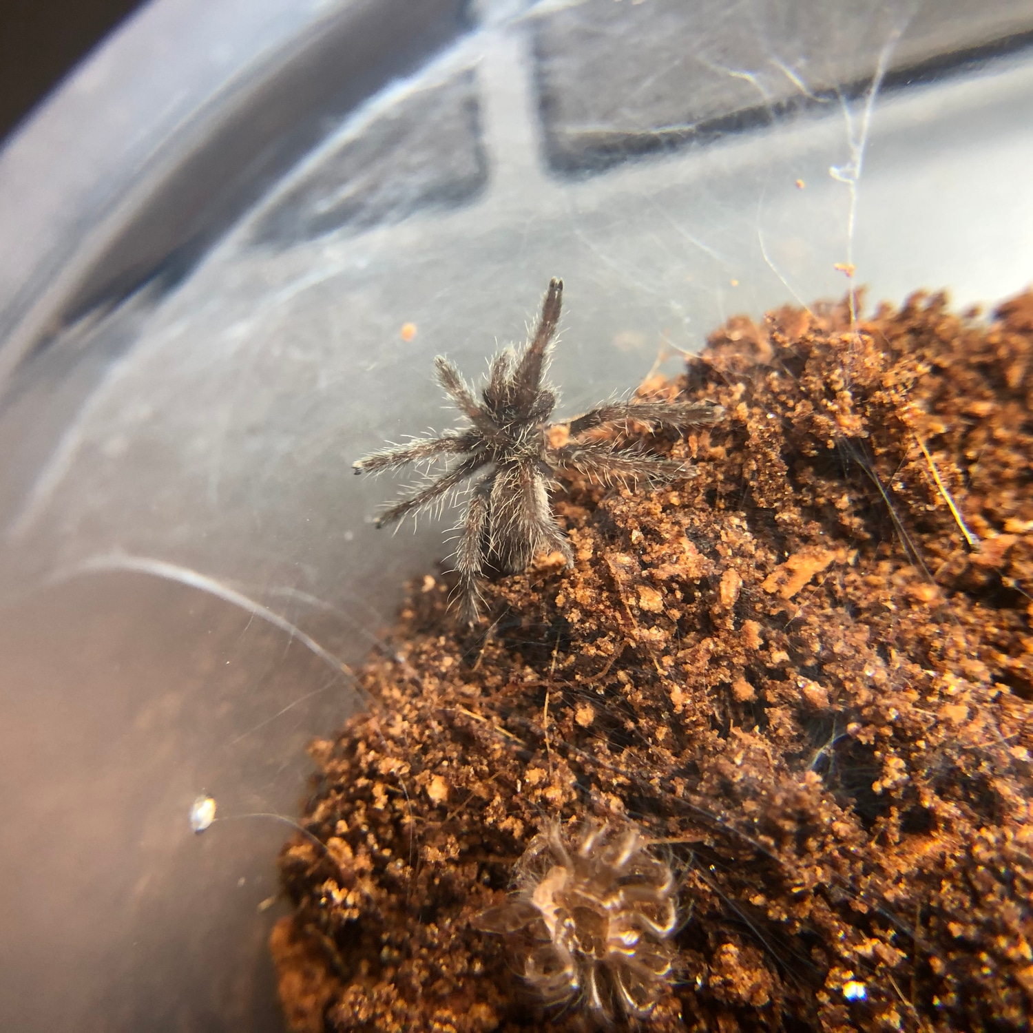 Ceratogyrus Marshalli (Straight Horned Baboon) Tarantula by Nature's ...