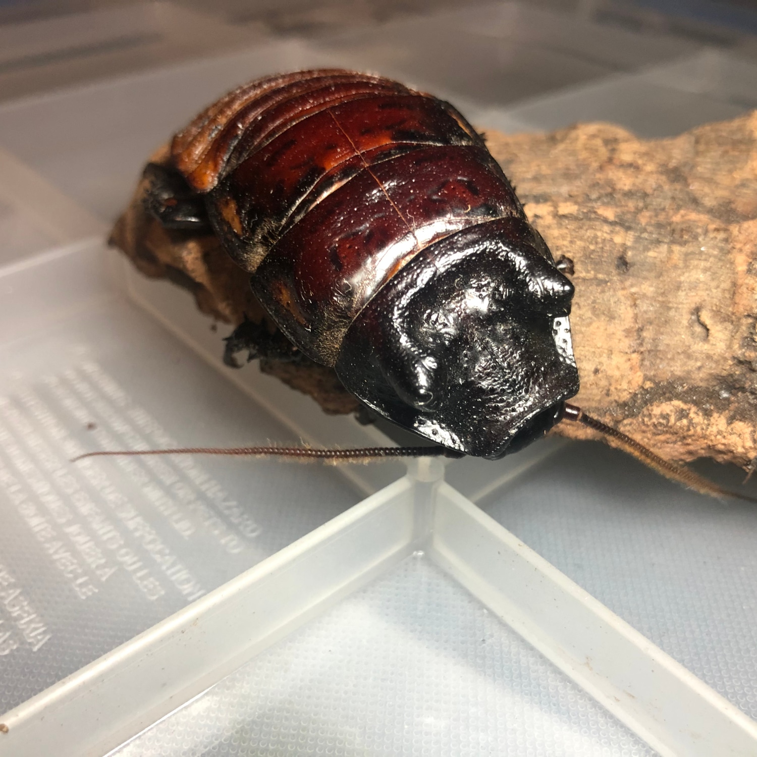 Gromphadorhina Oblongonata (Wide Horn Hissing Cockroach) 10ct by Nature ...