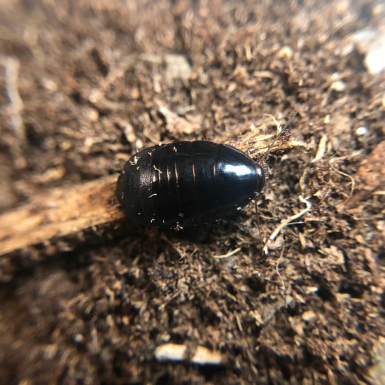 Pycnoscelus Nigra (Shadow) More Invertebrate by Nature's Exquisite ...