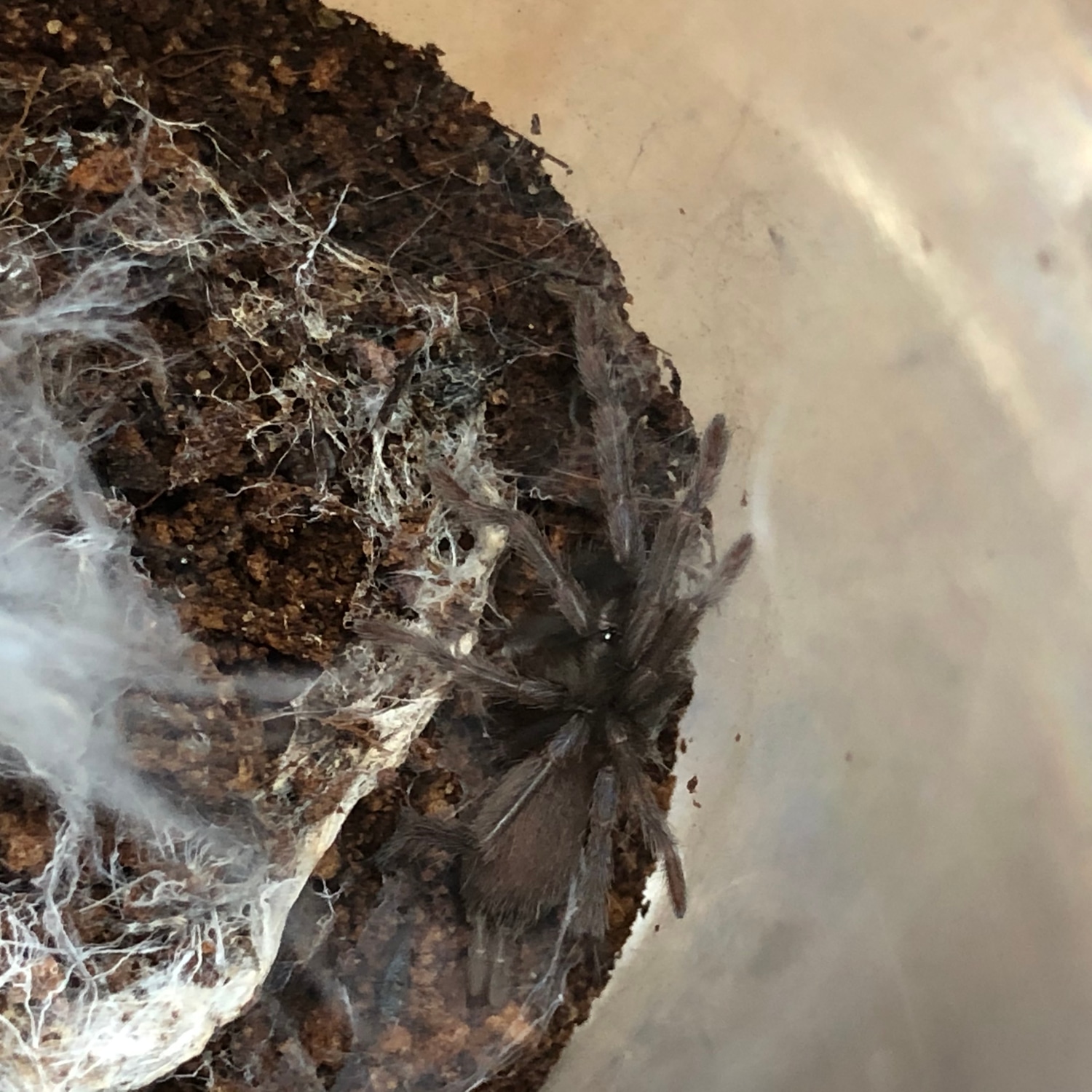 Birupes Simoroxigorum (Sarawak Blue Beauty) Tarantula by Nature's ...
