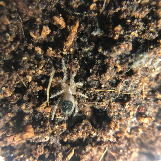 Acanthoscurria Geniculata (Brazilian White Knee) Tarantula by Nature's ...