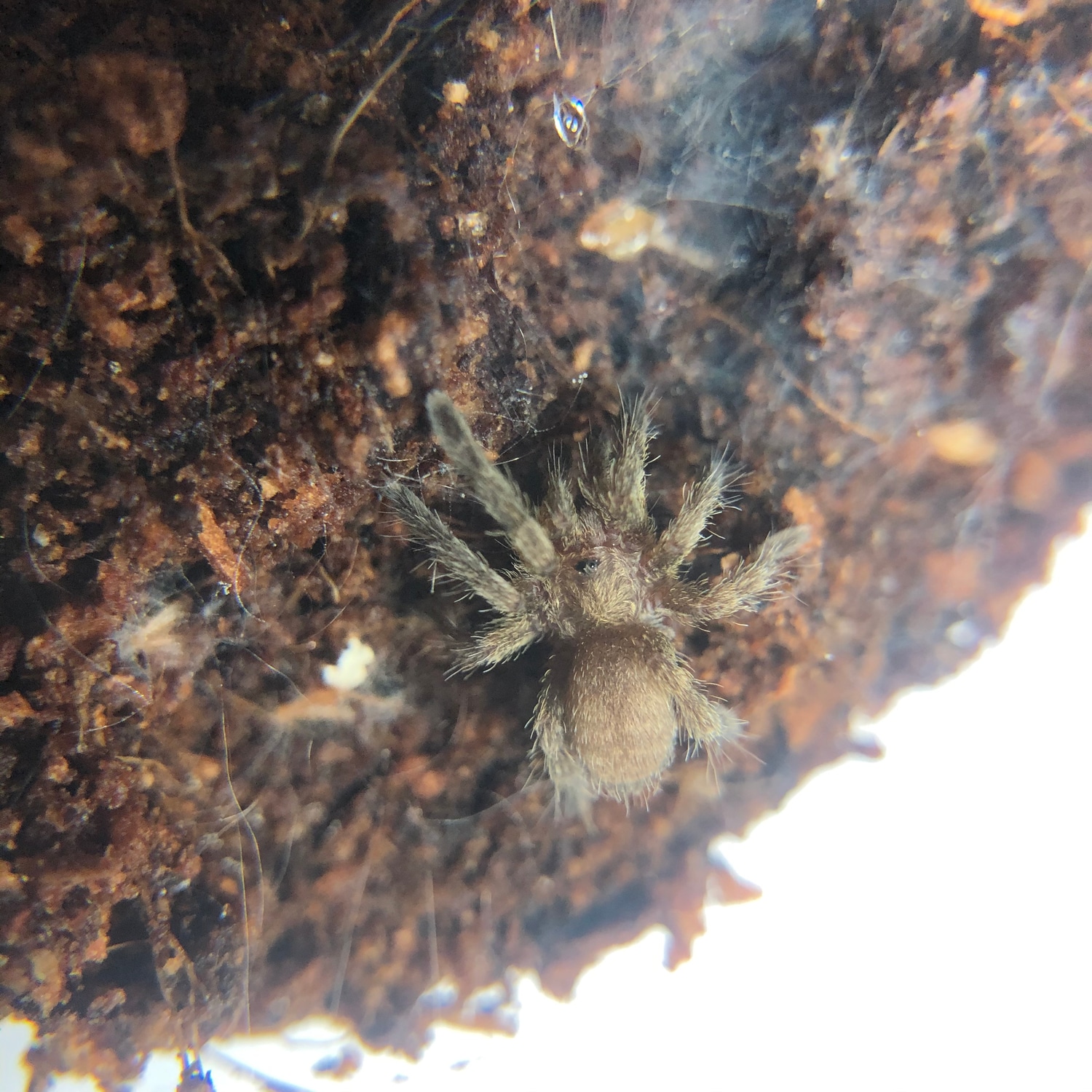 Idiothele Mira (Blue Footed Baboon) Tarantula by Nature's Exquisite ...