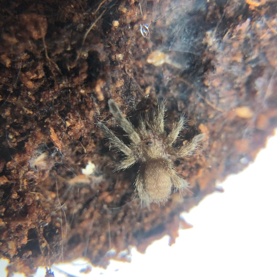 Idiothele Mira (Blue Footed Baboon) Tarantula by Nature's Exquisite ...