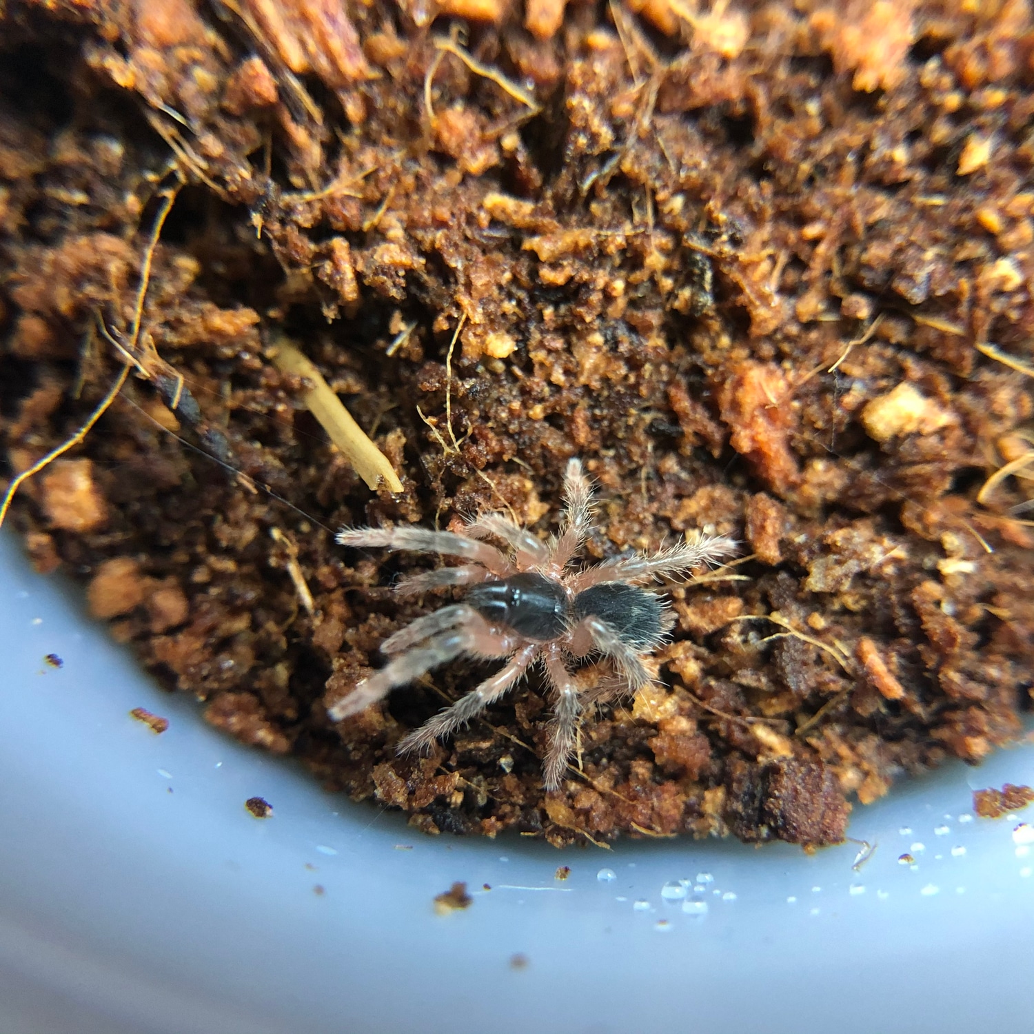 Davus Sp. Panama (Lava Spider) Tarantula by Nature's Exquisite ...