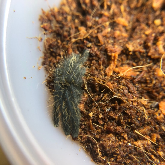 Omothymus Violaceopes (Singapore Blue) Tarantula by Nature's Exquisite ...