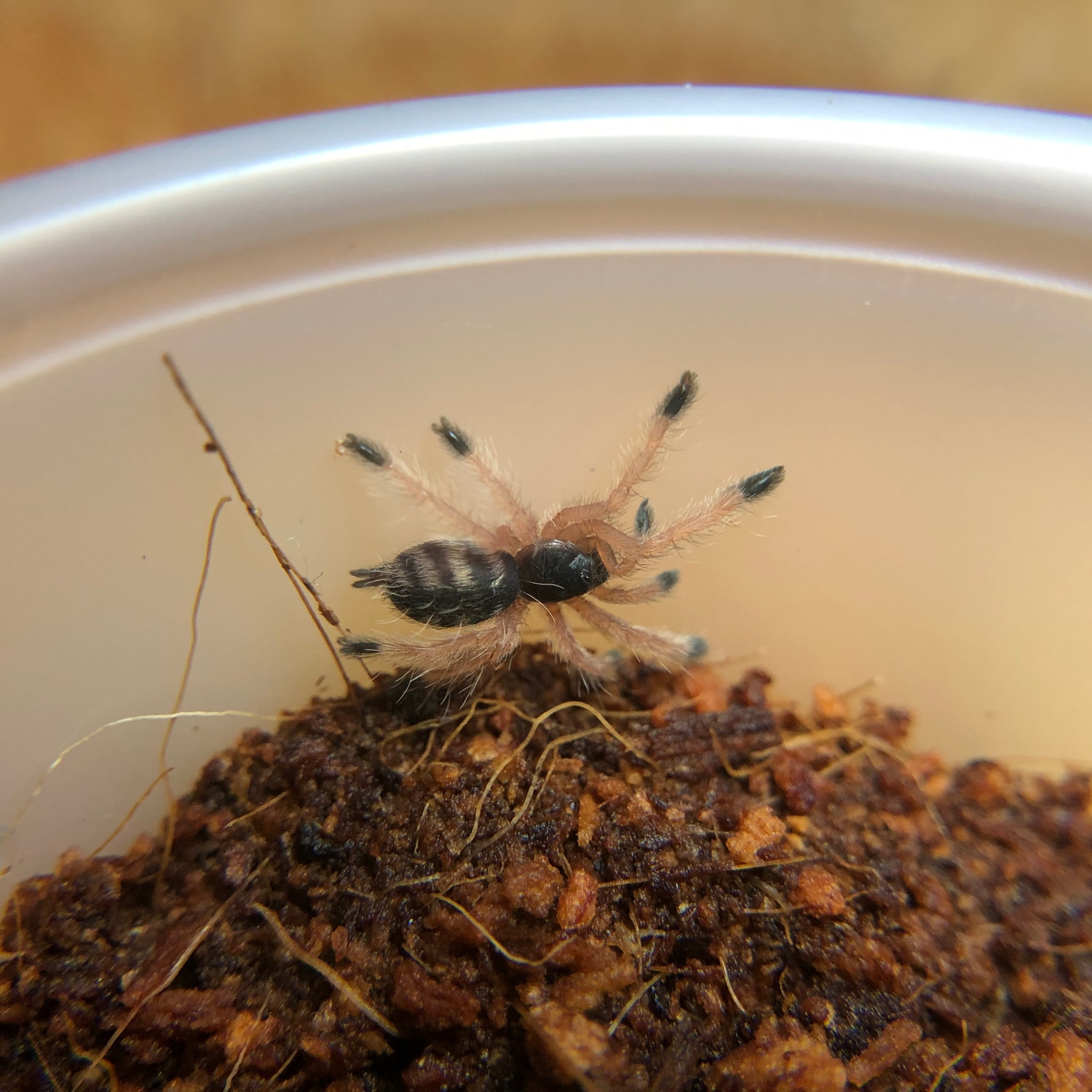 Amazonius Germani (Orange Tree Spider) Tarantula by Nature's Exquisite ...