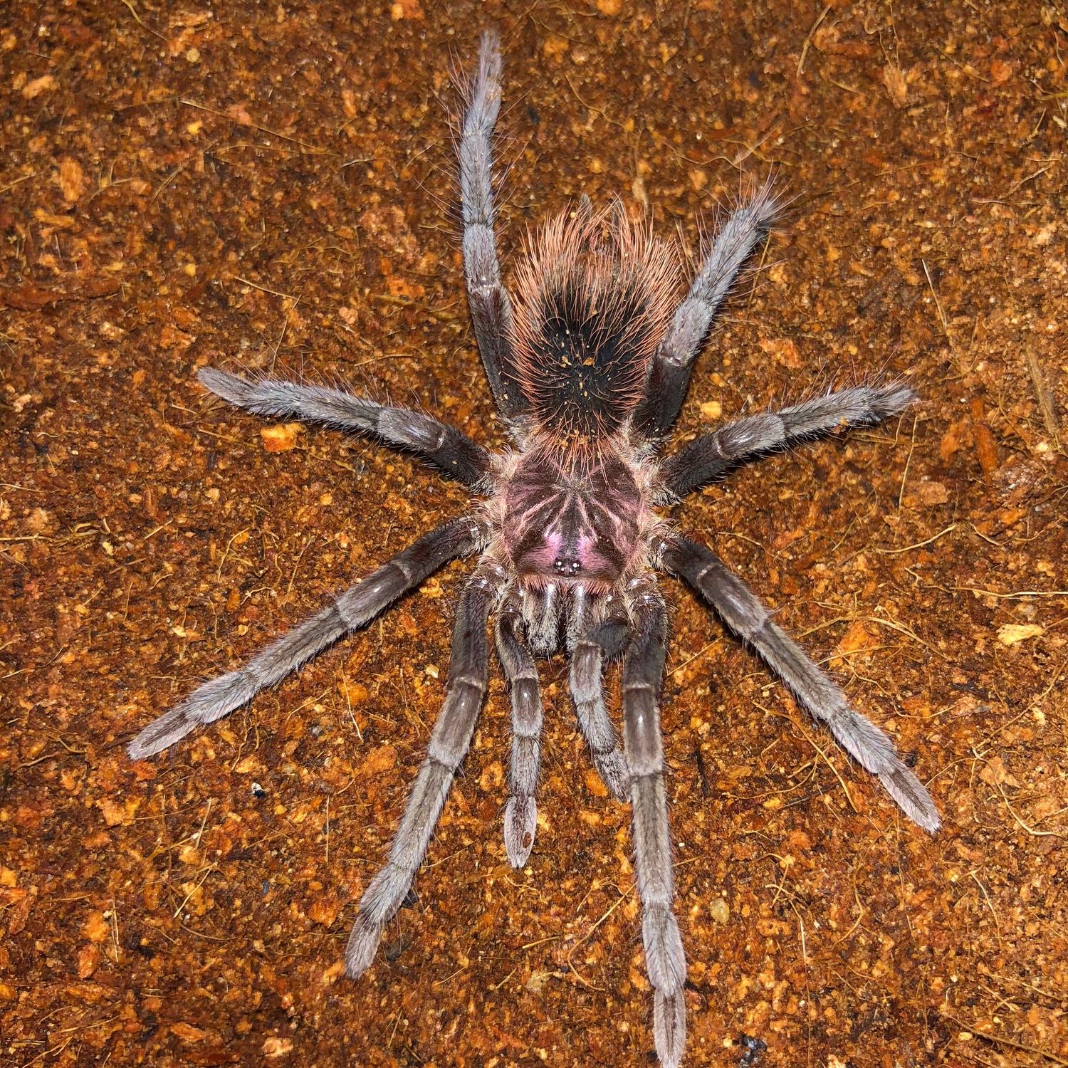 Xenesthis Immanis (Colombian Lesserblack) Tarantula by Nature's ...