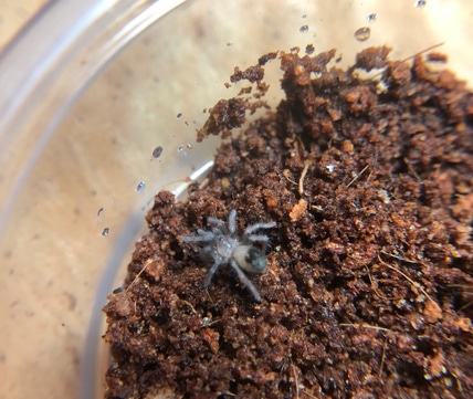 Poecilotheria Vitatta (Ghost Ornamental) Tarantula by Nature's ...