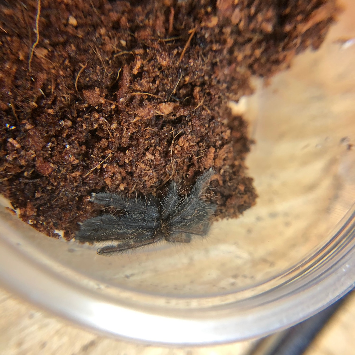 Phormingochilus Sp. Sabah Blue (Sabah Blue Earth Tiger) Tarantula by ...