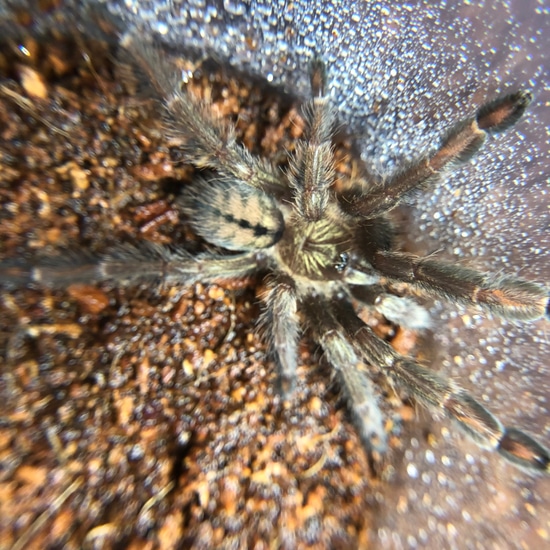 Psalmopoeus Cambridgei (Trinidad Chevron) Tarantula by Nature's ...