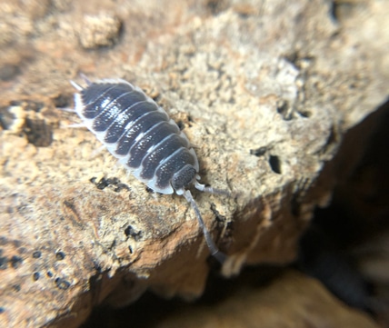 Pseudoarmadllo Spinosus "Cuban Spikey" 5ct Isopod by Nature's Exquisite ...