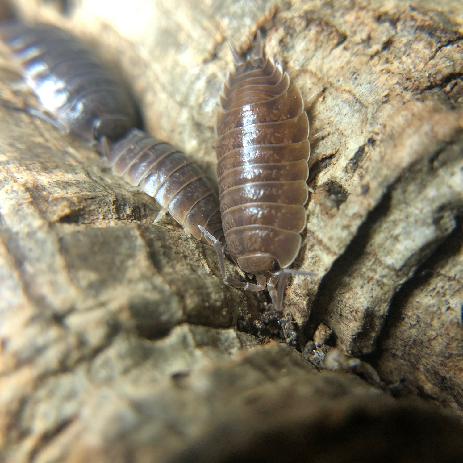 Porcellio Laevis "Caramel" 100ct Isopod by Nature's Exquisite Creatures ...