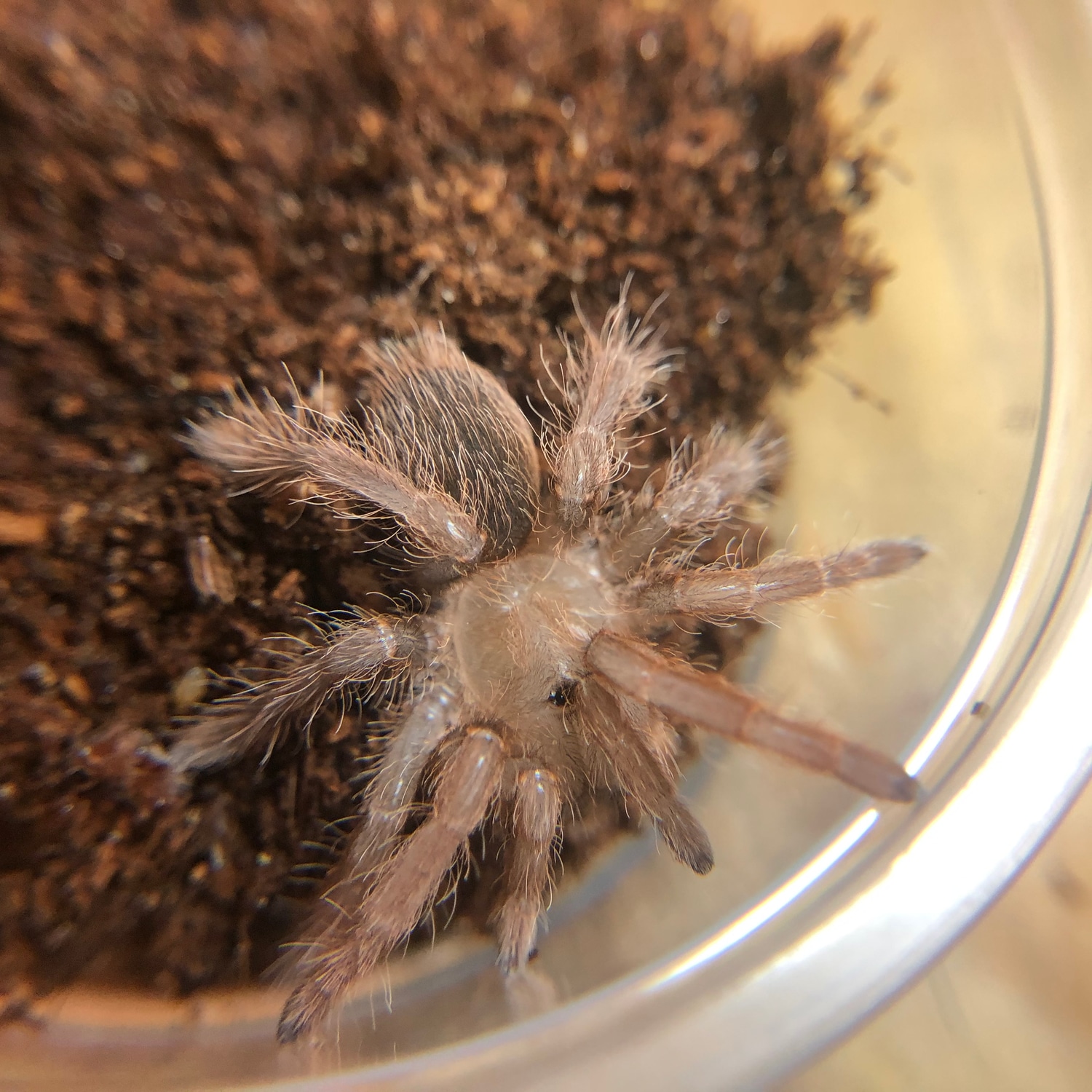 Pelinobius Muticus (King Baboon) Tarantula by Nature's Exquisite ...