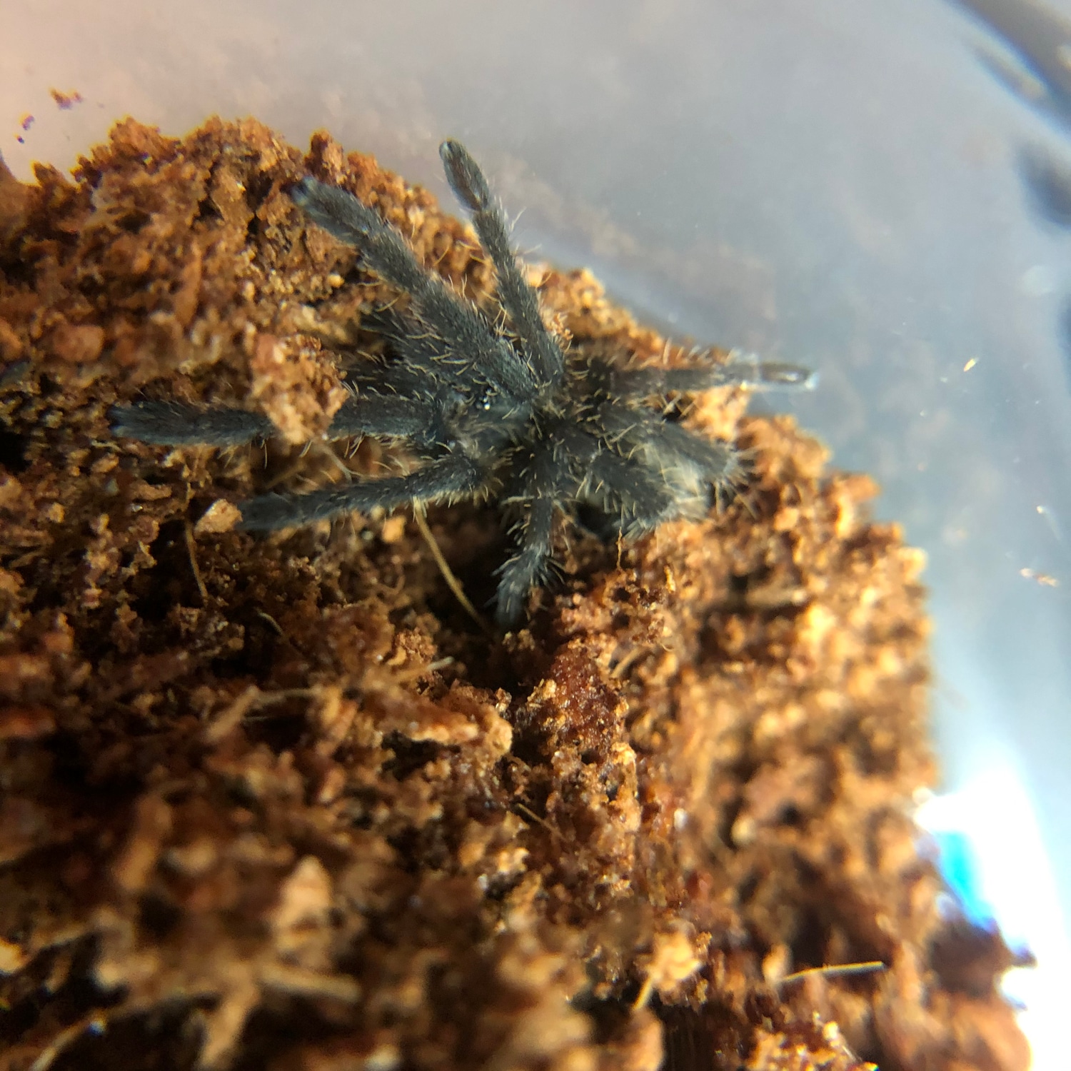 Cyriopagopus Lividum (Cobalt Blue) Tarantula by Nature's Exquisite ...