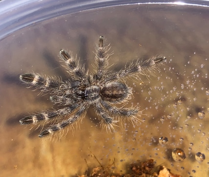 Poecilotheria Vitatta (Ghost Ornamental) Tarantula by Nature's ...