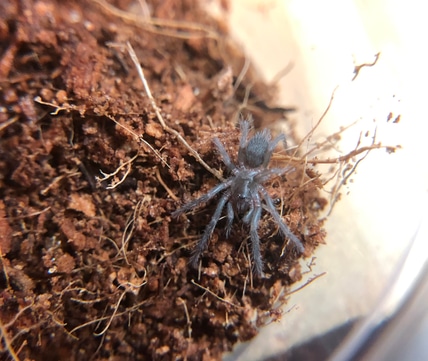 Poecilotheria Vitatta (Ghost Ornamental) Tarantula by Nature's ...