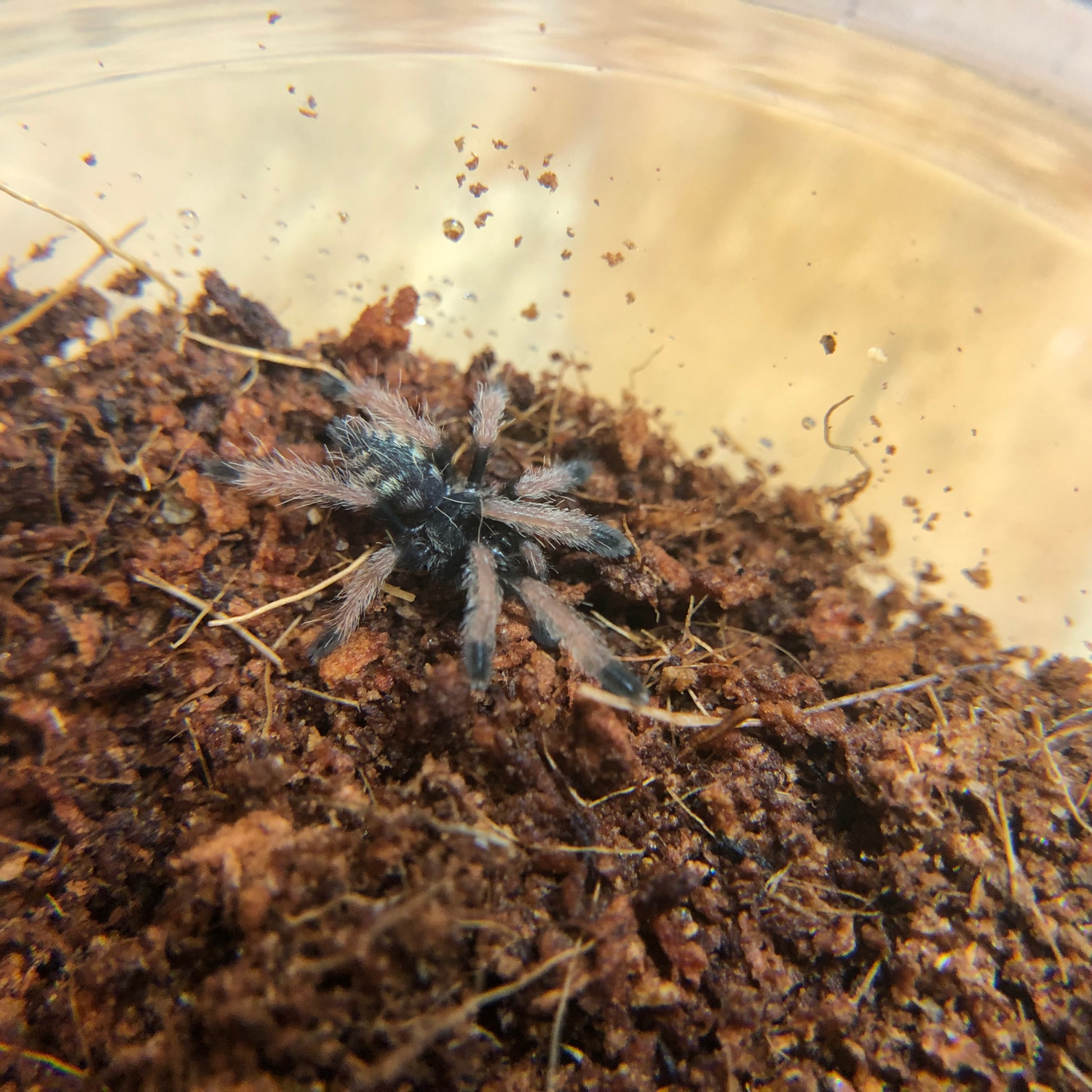 Pseudoclamoris Burgessi (Ghost Tree Spider) Tarantula by Nature's ...