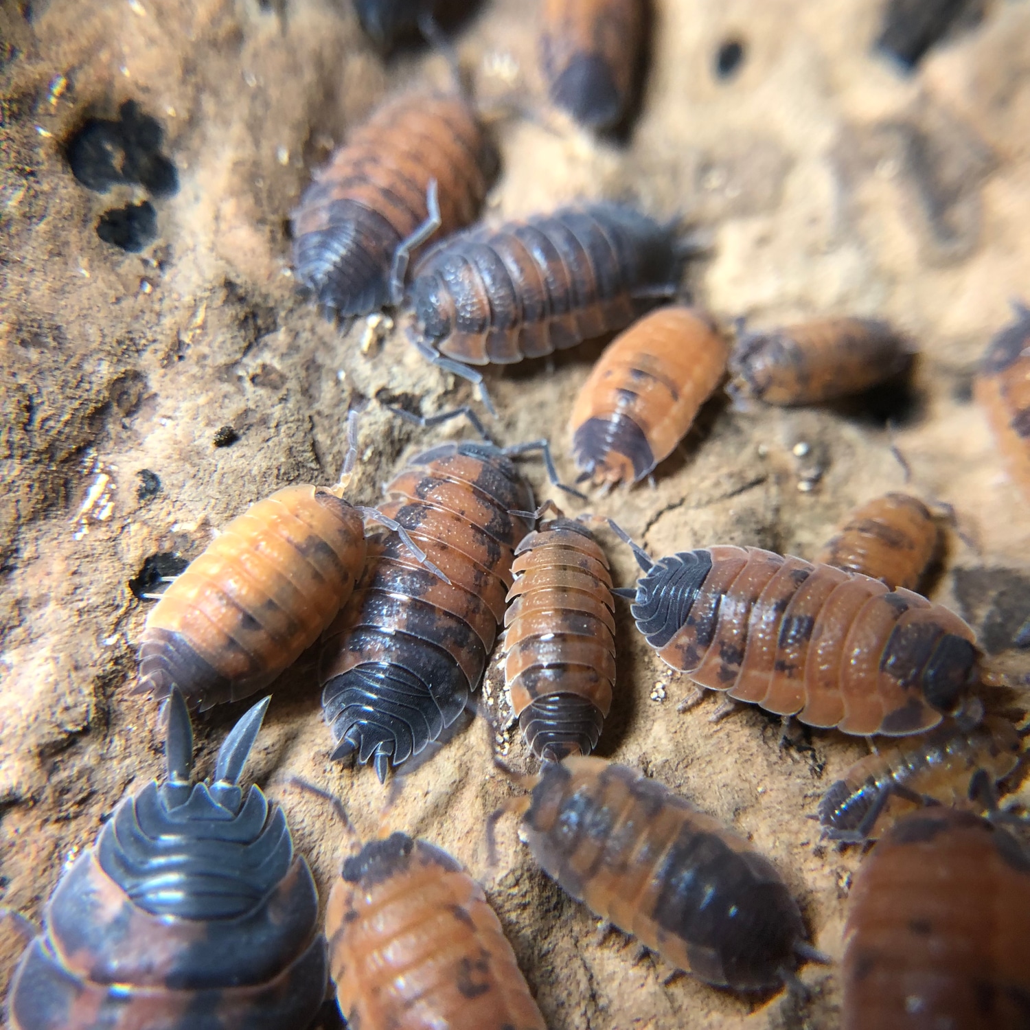 Porcellio Scaber "Lava" 10ct Isopod by Nature's Exquisite Creatures ...