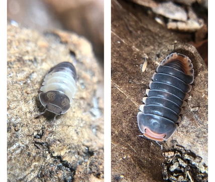 BULK Isopod by Nature's Exquisite Creatures - MorphMarket