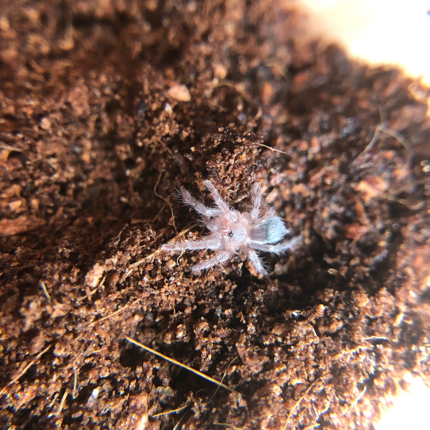 Tlitocatl Schroederi (Mexican Black Velvet) Tarantula by Nature's ...