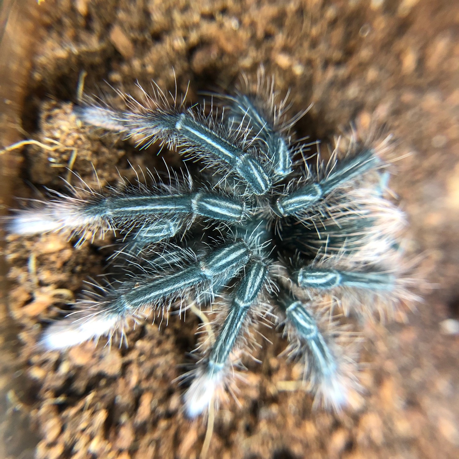 Theraposa Stirmi (Burgundy Goliath Birdeater) Tarantula by Nature's ...