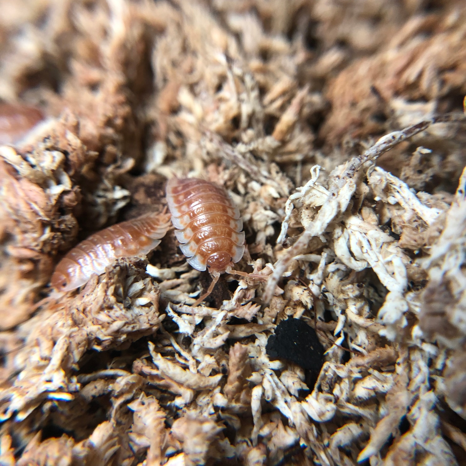 Oniscus Asellus "Maple B.C. Canada" 10 Ct Isopod by Nature's Exquisite ...