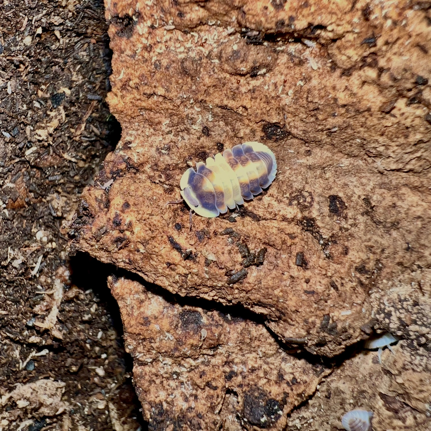 Cubaris Sp. "Cappuccino" 6ct Isopod by Nature's Exquisite Creatures ...