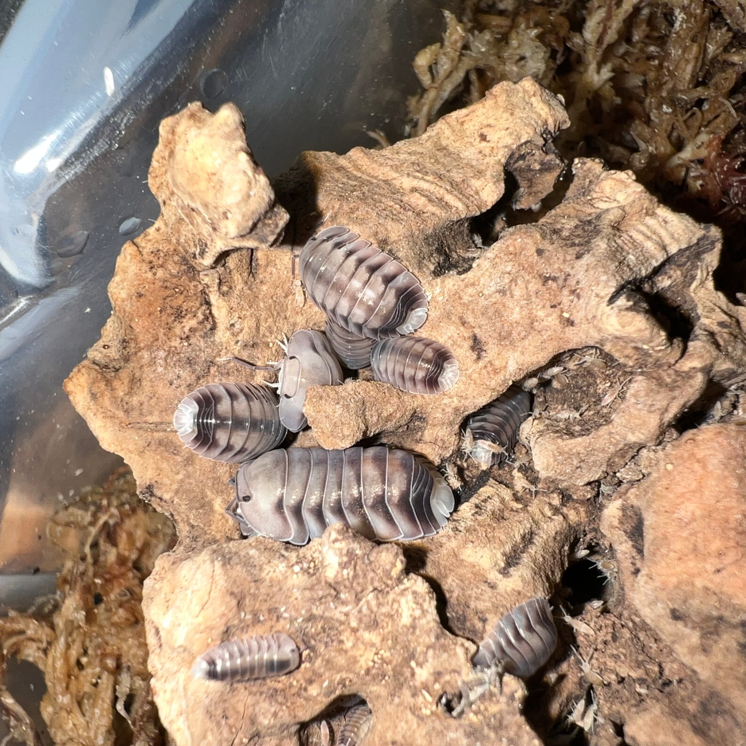 Cubaris Sp. "White Tiger" 5ct Isopod by Nature's Exquisite Creatures ...