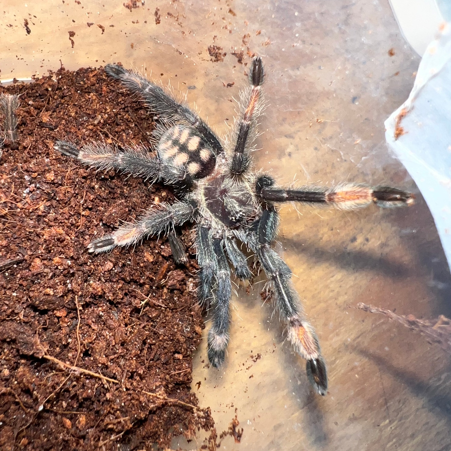 Psalmopoeus Irminia (Venezuelan Suntiger) Tarantula by Nature's ...