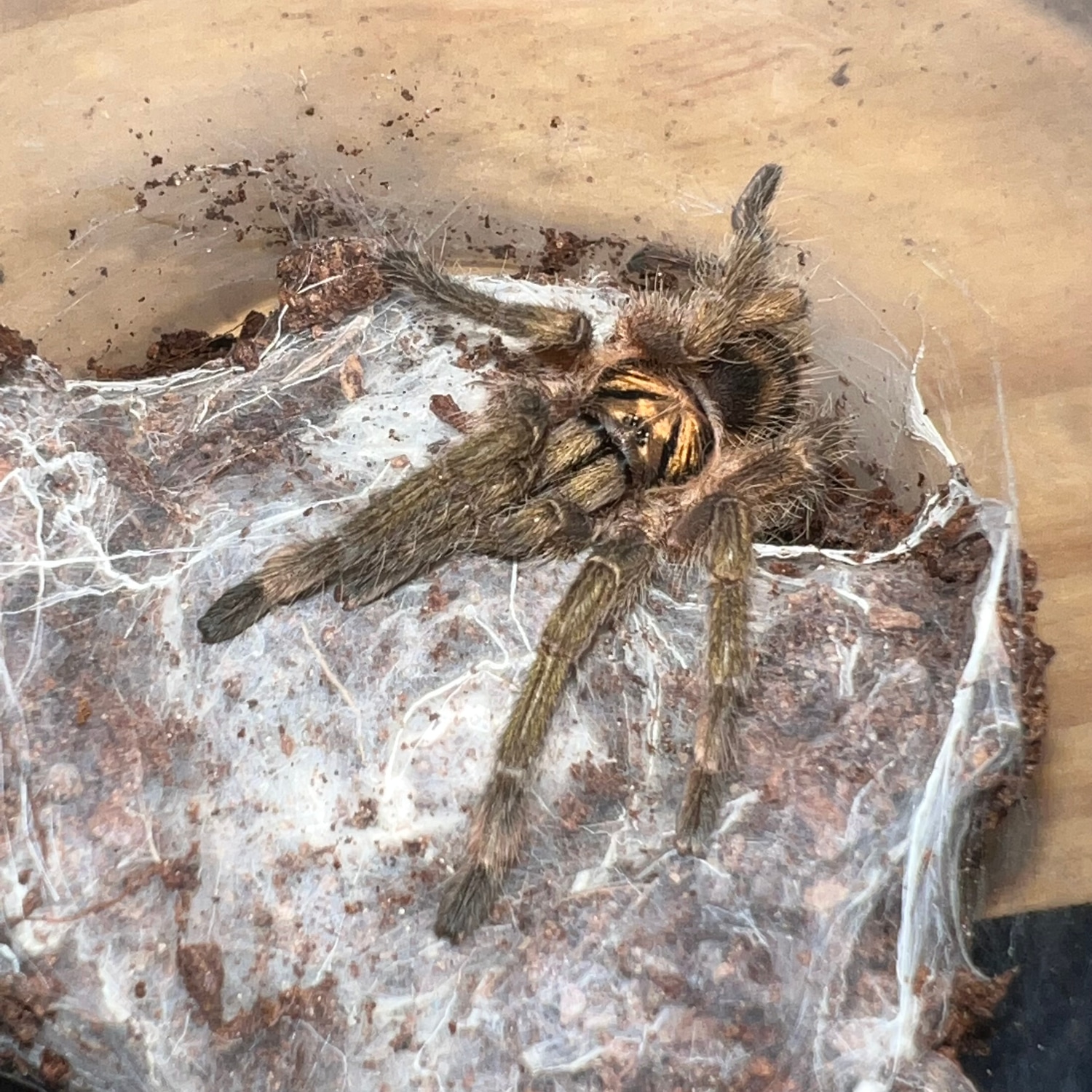 Neoholothele Incei (Trinidad Olive) Tarantula by Nature's Exquisite ...