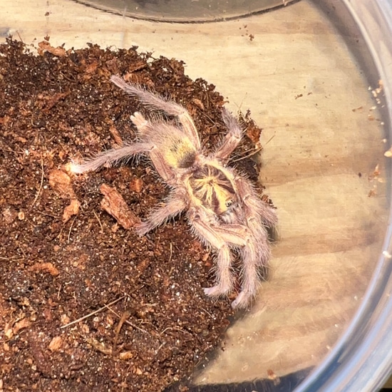 Neoholothele Incei (Trinidad Olive) "Gold Form Tarantula by Nature's ...