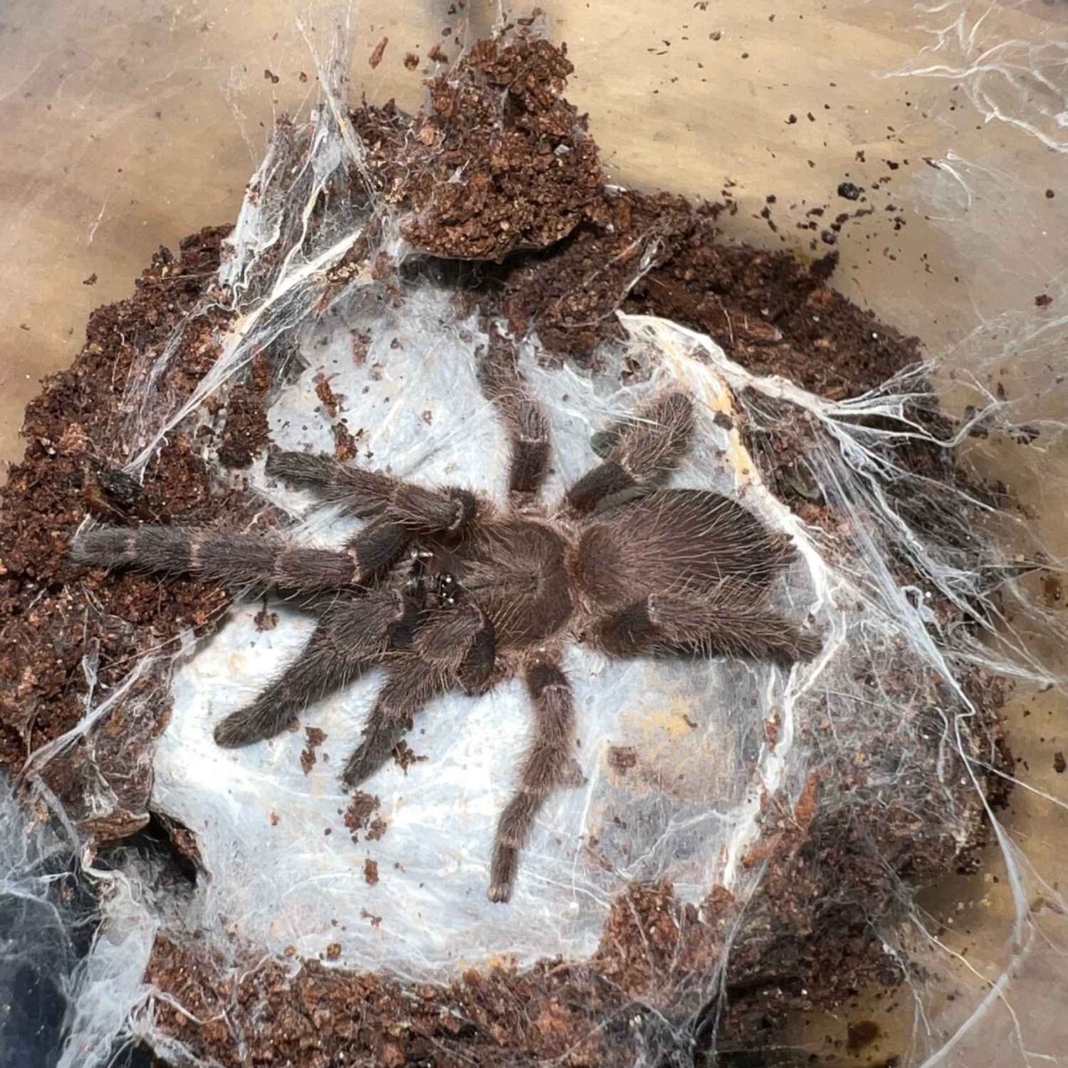 Orphnaecus Sp. Blue Panay (Blue Panay Earthtiger) Tarantula by Nature's ...