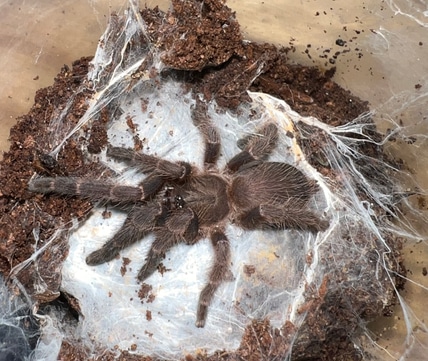 Amazonius Germani (Orange Tree Spider) Tarantula by Nature's Exquisite ...